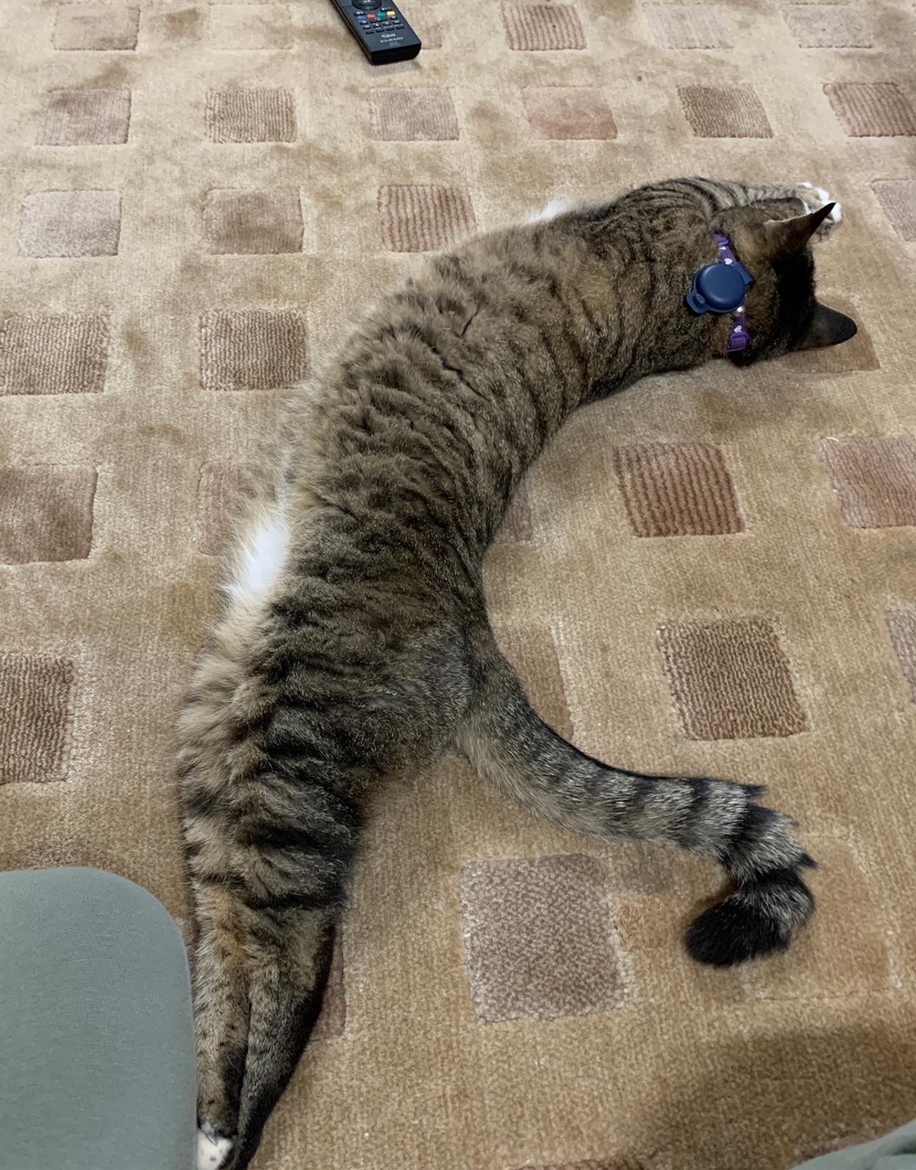 猫の飼育に最低限必要なもの - JItoZU 字と図[編集者+デザイナー]デザイン事務所